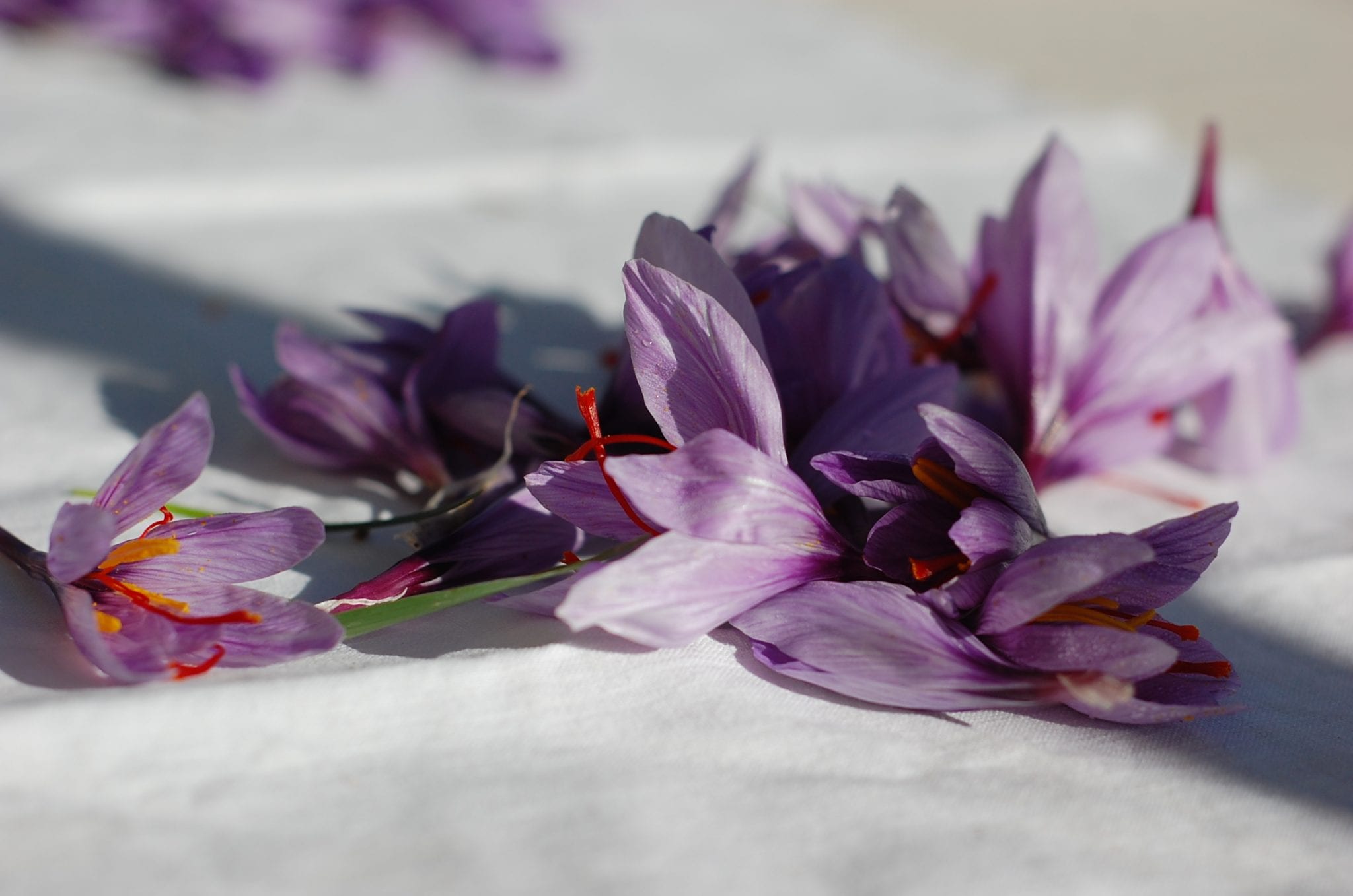 Navelli’s Saffron Queen and the Power of Bling