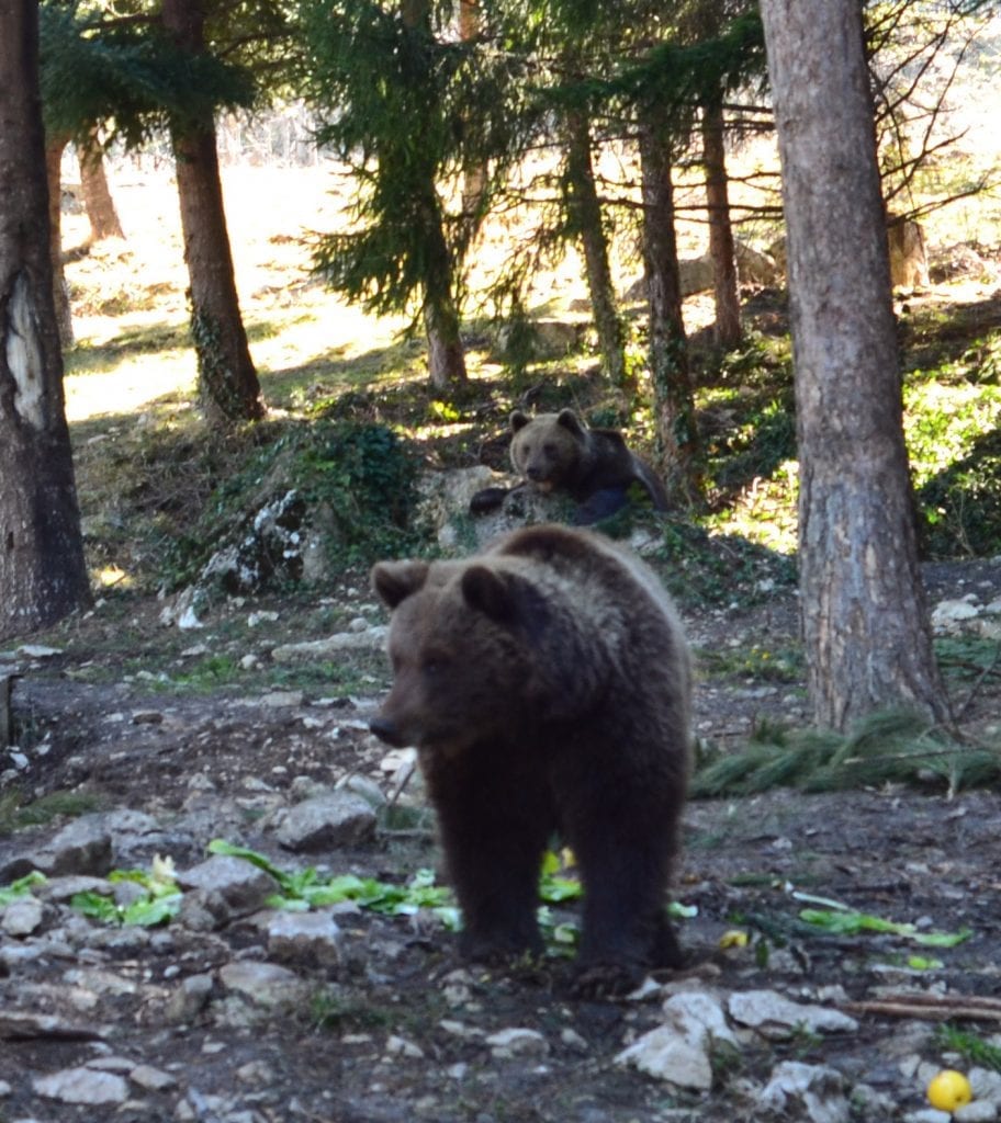 3 Easy Ways to Bear Spot in Abruzzo