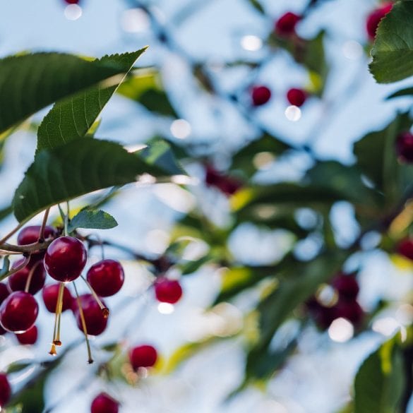 Take a Cherry Tree - Abruzzese Leaf to Fruit Drinking