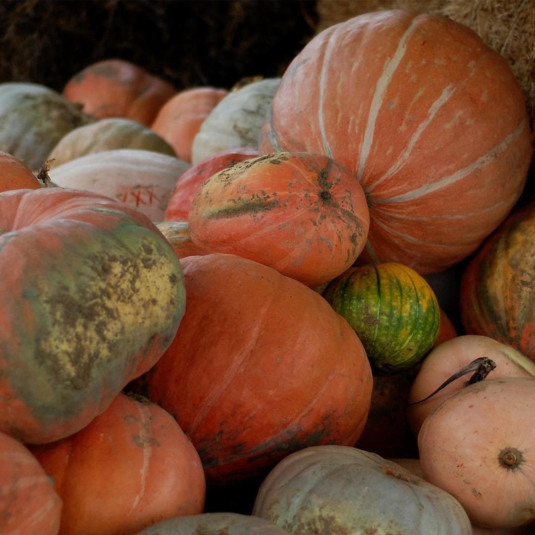 Pumpkins: Tales and a Tart From Abruzzo